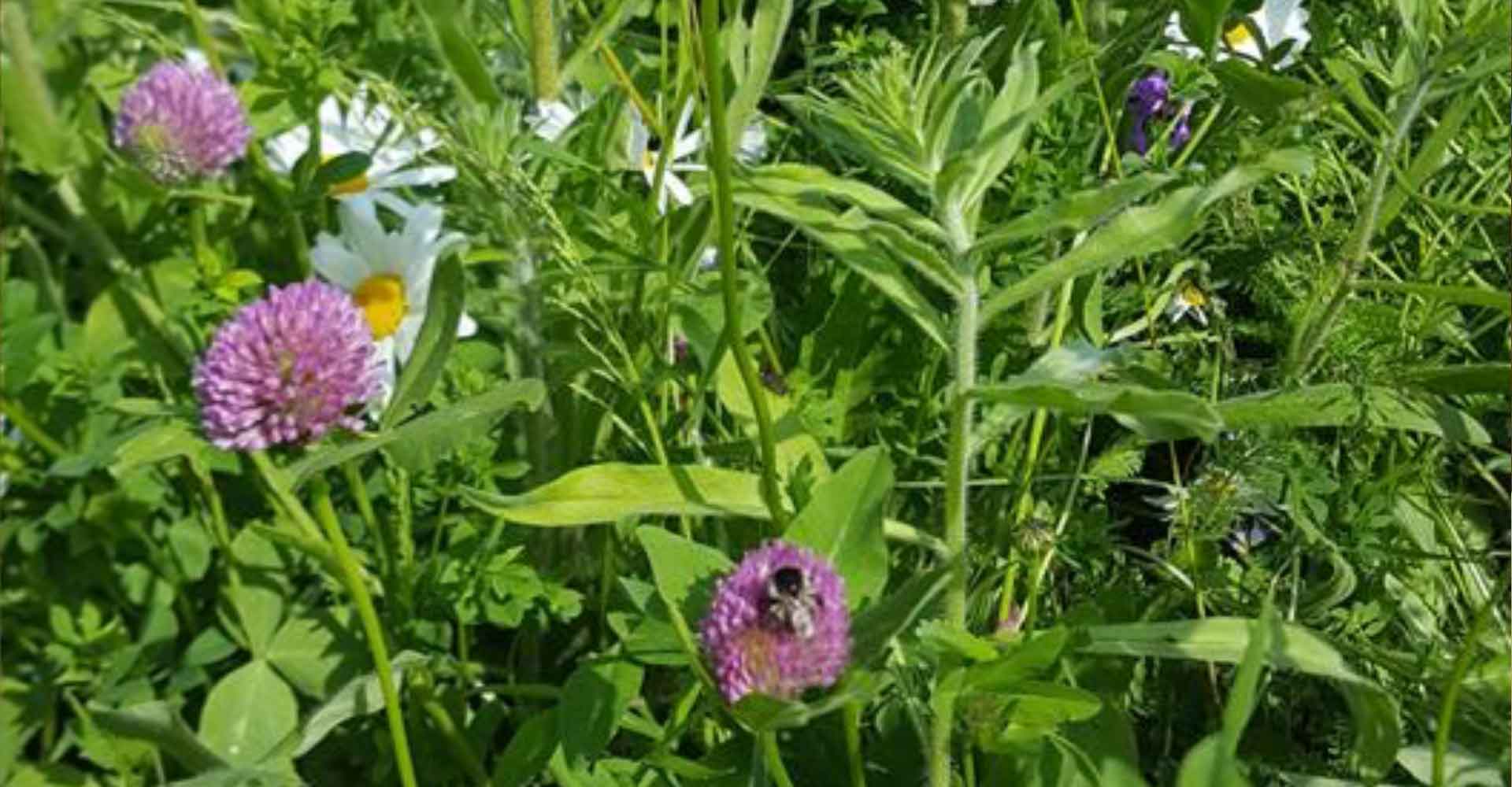 Planter og blomster - Næstved Natur Planter og blomster - Næstved Natur